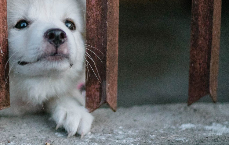 Animal welfare in everyday life - help animals with these 18 tips ...