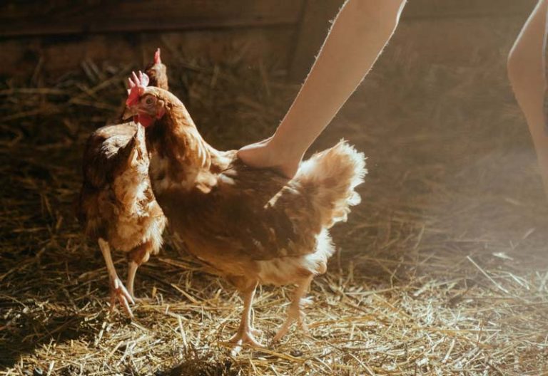 Tierische Redensarten - 20 Sprichwörter "veganisiert" • CareElite