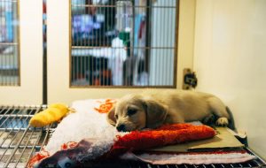 Why Is Animal Welfare So Important? 10 Reasons – CareElite