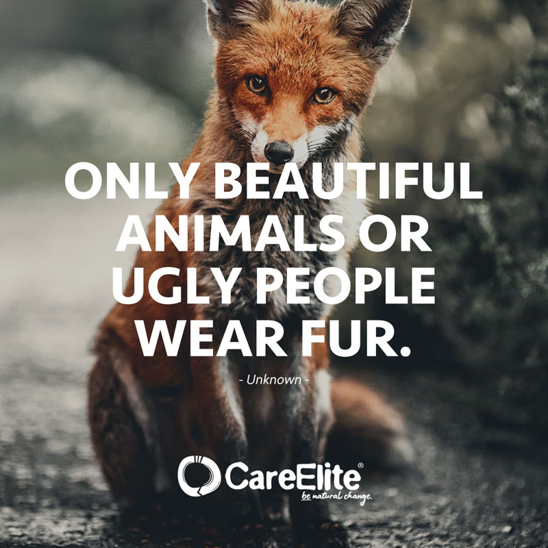 Animal Welfare Quotes 60 Sayings Against Animal Cruelty Animal Welfare Quotes 60 Sayings Against Animal Cruelty